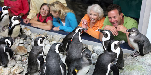 Pigeon Forge Petting Zoos & Animal Encounters