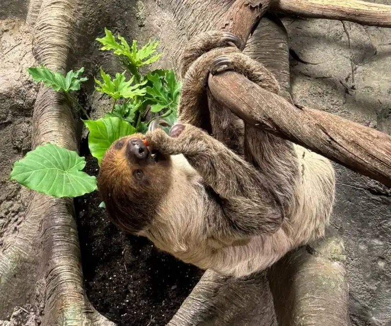 Rainforest Adventures Discovery Zoo in Pigeon Forge, TN