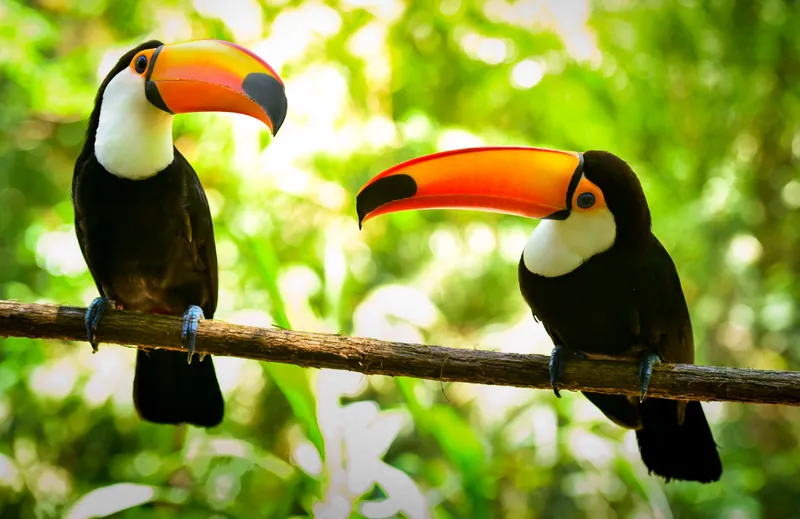 Rainforest Adventures Discovery Zoo in Pigeon Forge, TN