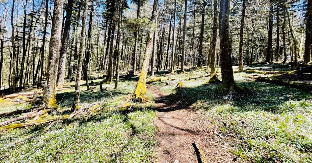 Mt. Sterling Ridge Trail: Smoky Mountain Hikes - PigeonForge.com